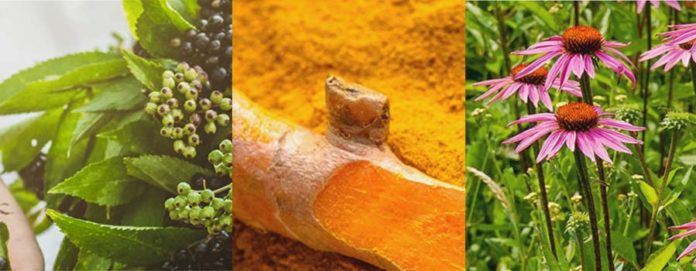 Immune Complex: Reviewing the Healthy Immunity Support Supplement ...
