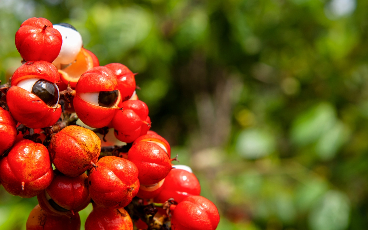 Guarana - Latest Research Included