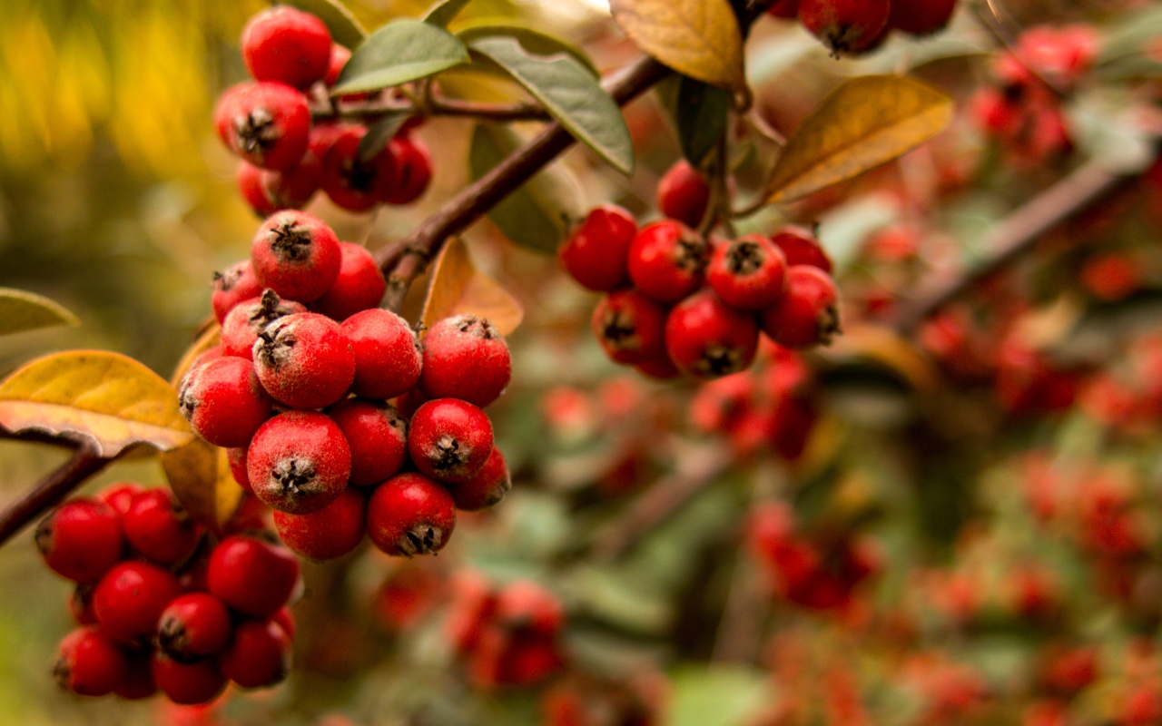 Hawthorn Berry - Review the Latest Research