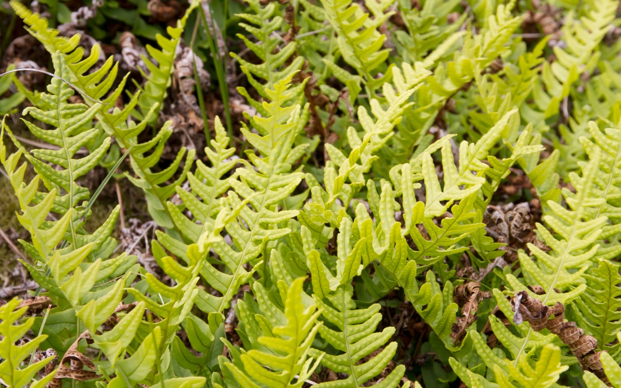 Polypodium Vulgare (Polypody) Latest Research Included