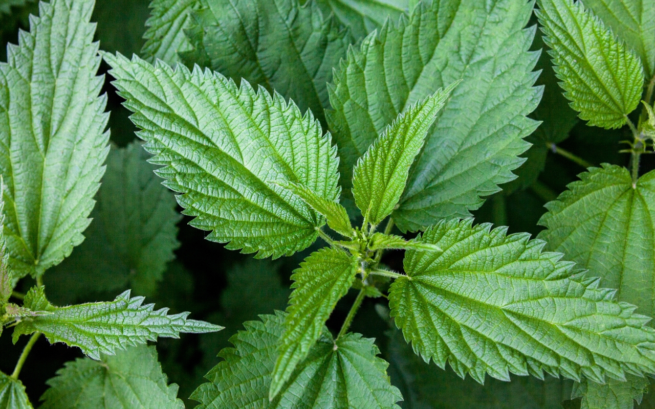Stinging Nettle - Review the Latest Research