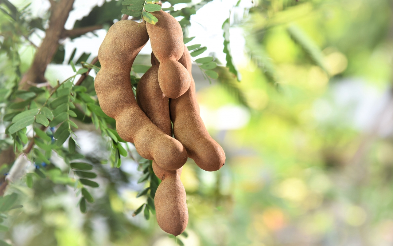 Tamarind - Review the Latest Research