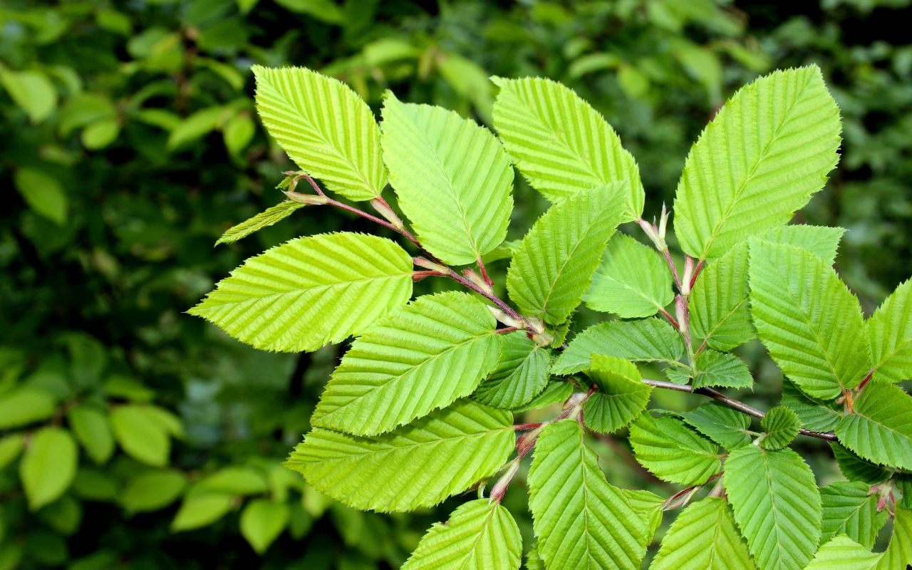 Slippery Elm - Latest Research Included